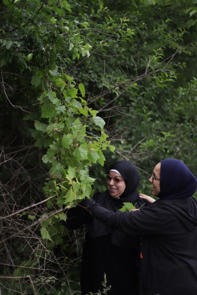 Warak Dawali | Stuffed Grape Leaves – Abeer Najjar