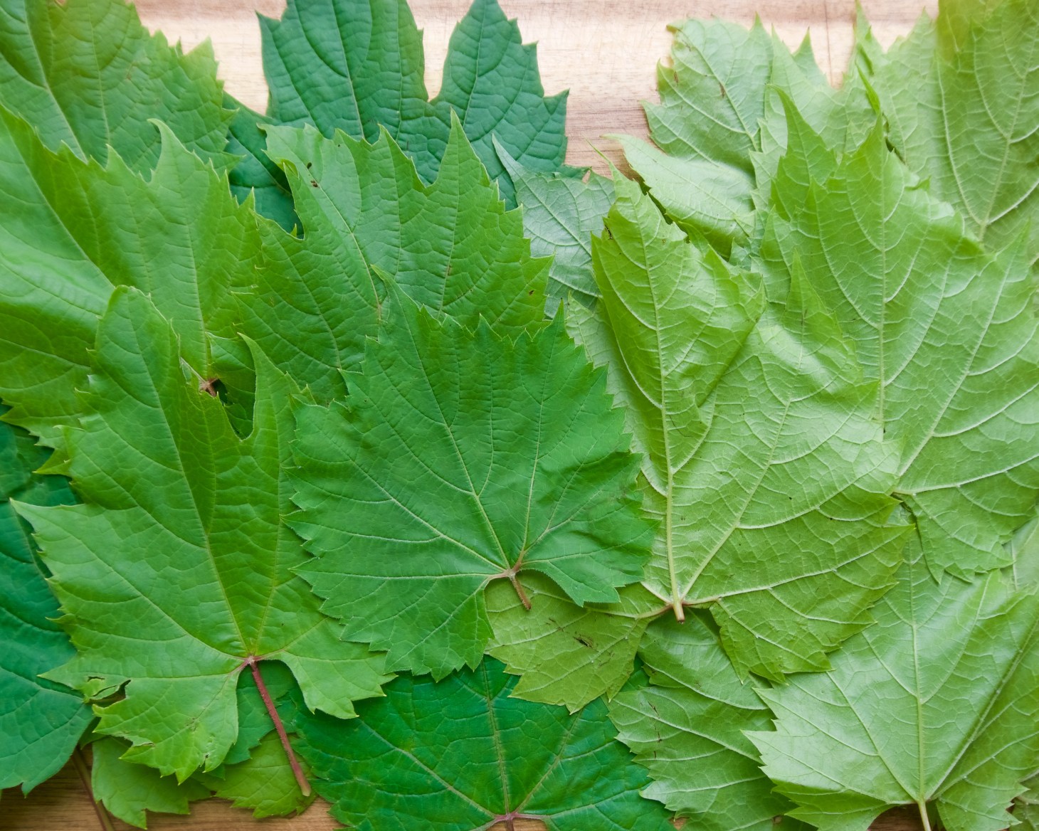 Warak Dawali | Stuffed Grape Leaves – Abeer Najjar